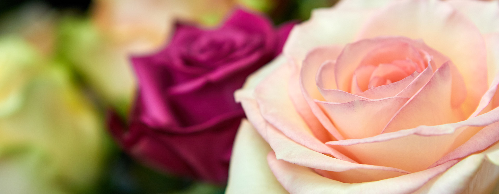 die-blume | motiviert. ideenreich. vielseitig